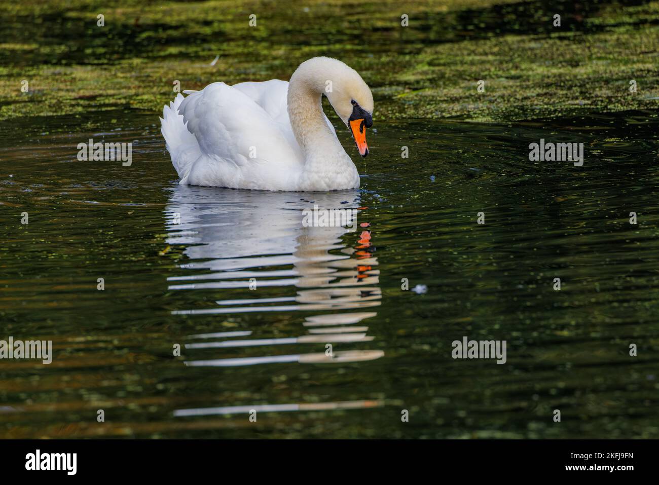 Swan looking at reflection Stock Photo - Alamy