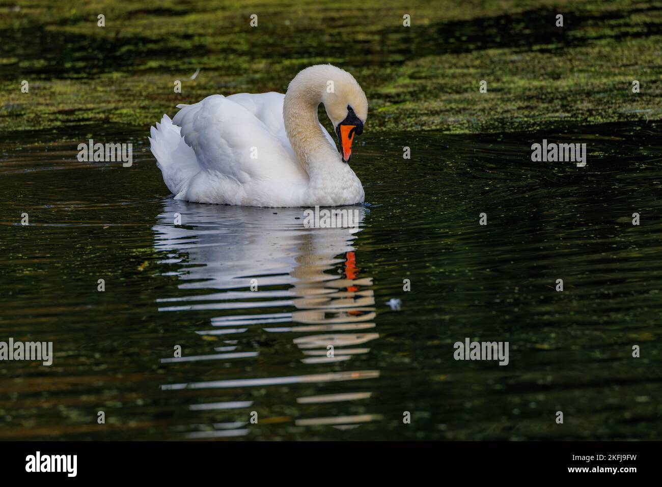 Swan looking at reflection Stock Photo - Alamy