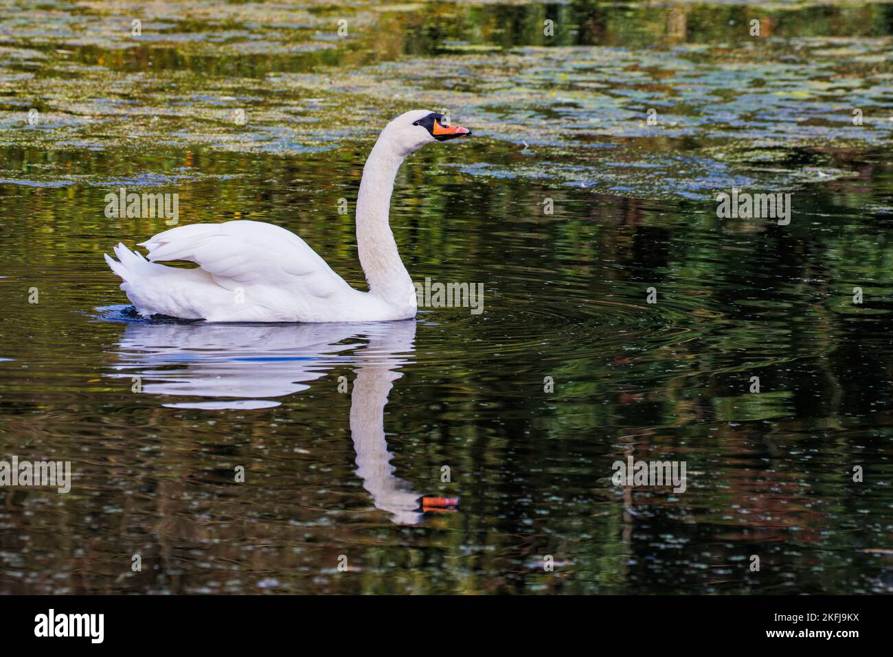 Backwell lake Nature Reserve Swan Stock Photo - Alamy