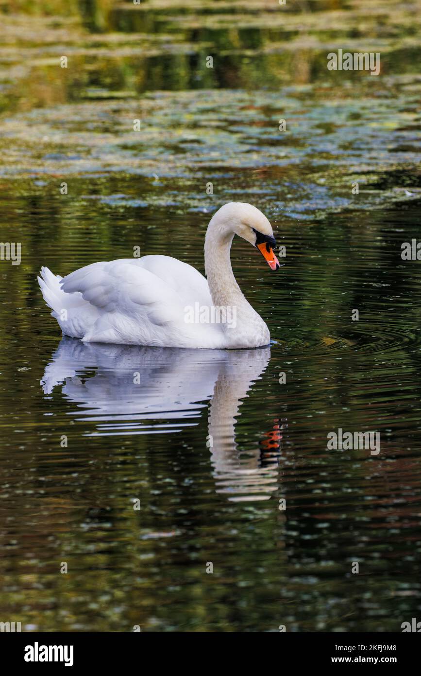 Backwell lake Nature Reserve Swan Stock Photo - Alamy