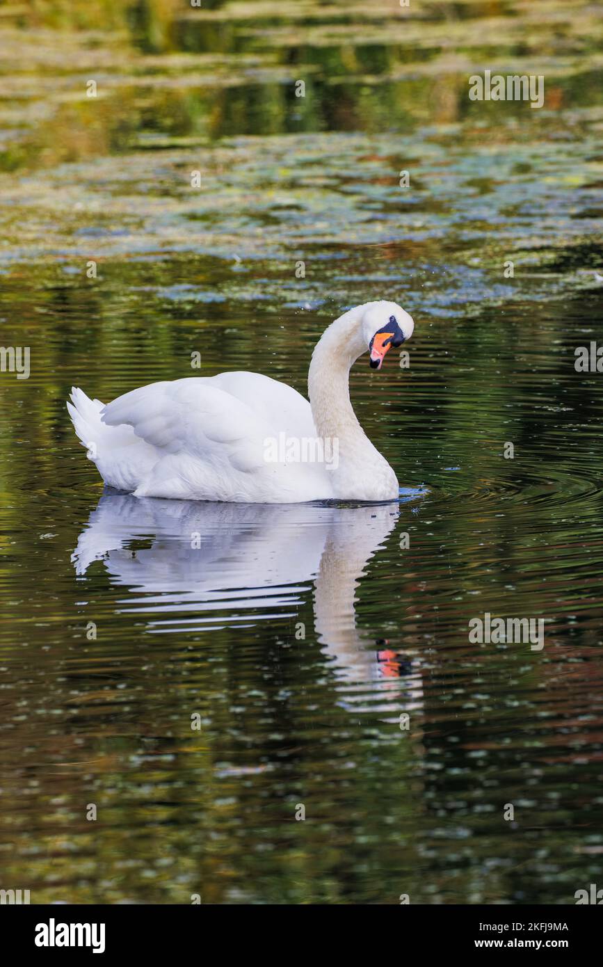 Swan having a good look Stock Photo - Alamy