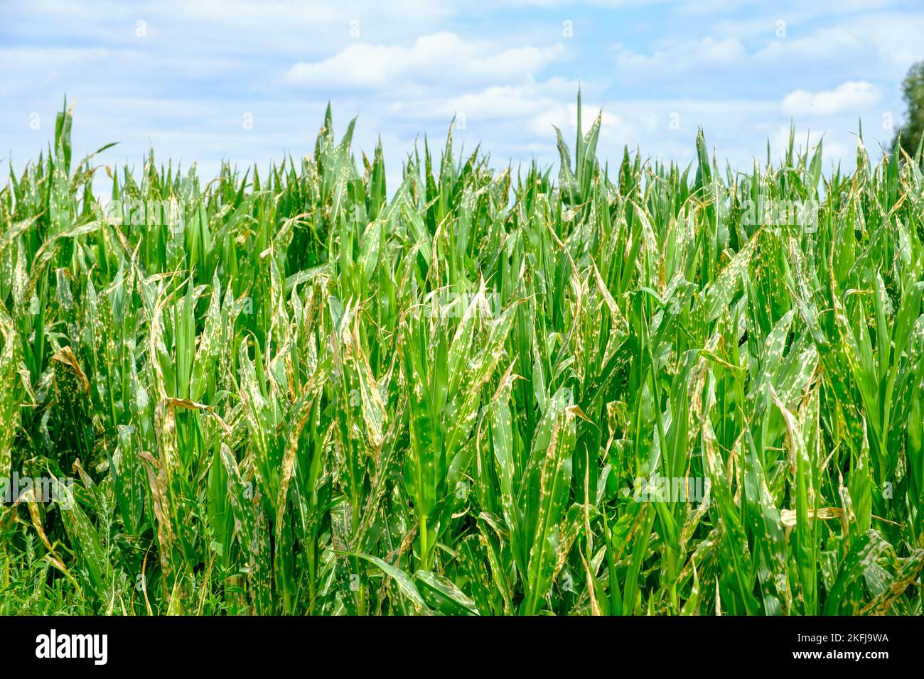 Corn field damaged by herbicide Stock Photo - Alamy