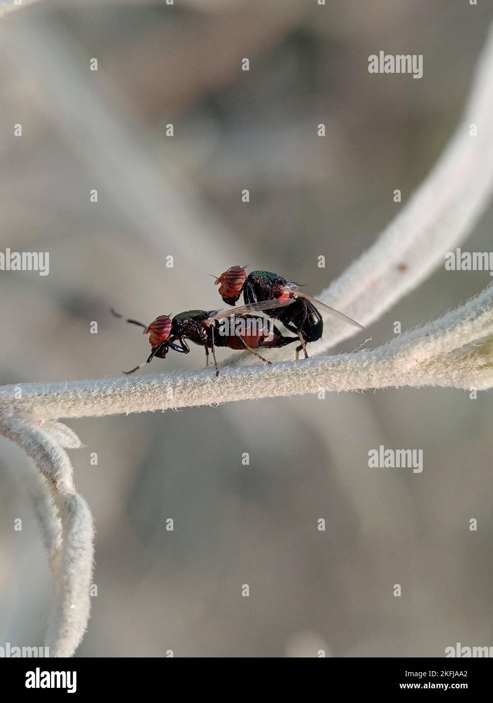 A vertical shot of ants mating Stock Photo - Alamy
