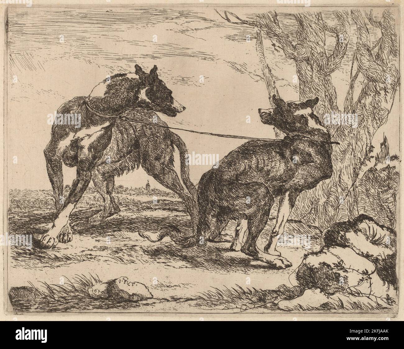 Two Greyhounds, Leashed and Facing Each Other, 1640 Stock Photo - Alamy