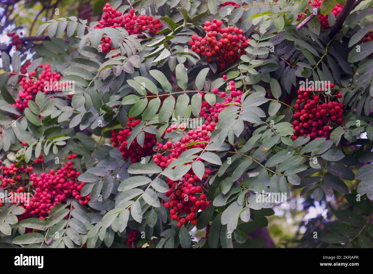 Beautiful view of the red rowan berries growing on the branches of a ...