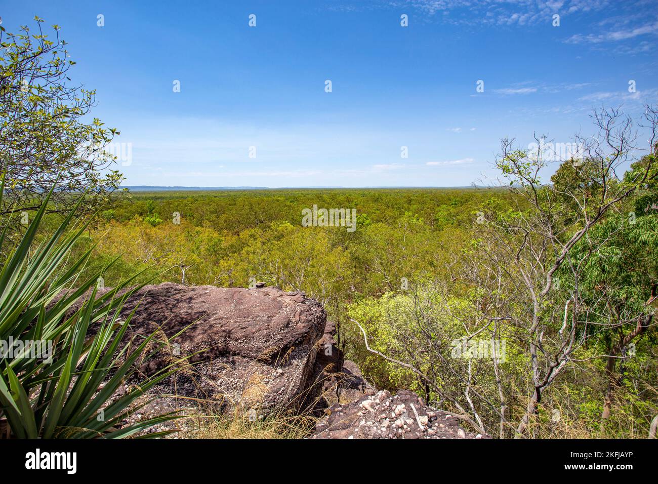 The predominant vegetation is evergreen trees, such as Darwin ...