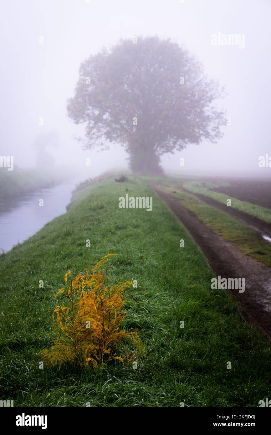 Tree in the fog near creek Stock Photo - Alamy