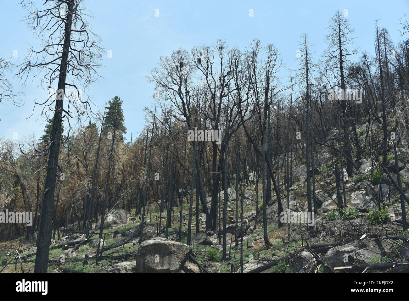 Climate Change demonstrated by this large format panoramic landscape of ...