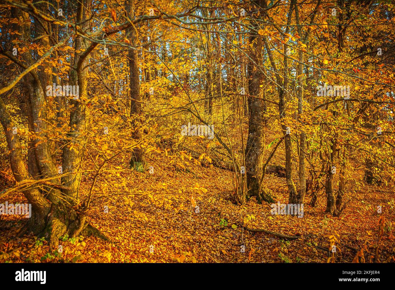 in autumn forest instagram stile Stock Photo - Alamy