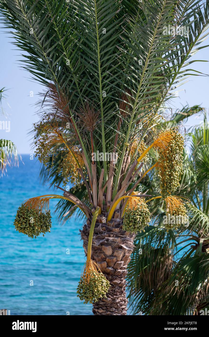 Date palm trees with fruits and blue sea on background Stock Photo - Alamy