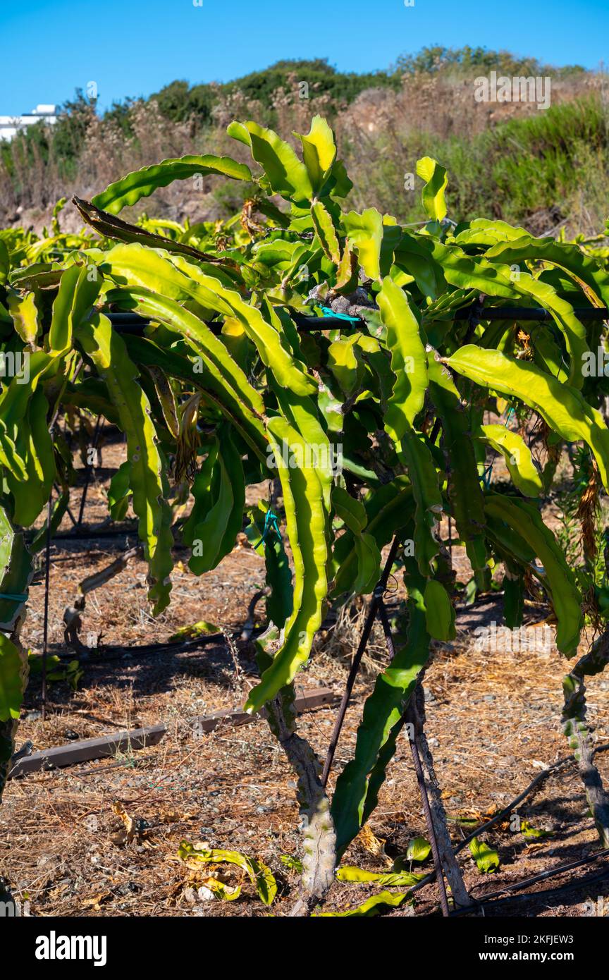 Plantation of dragon fruit cactus plants near Paphos, blossom and ...