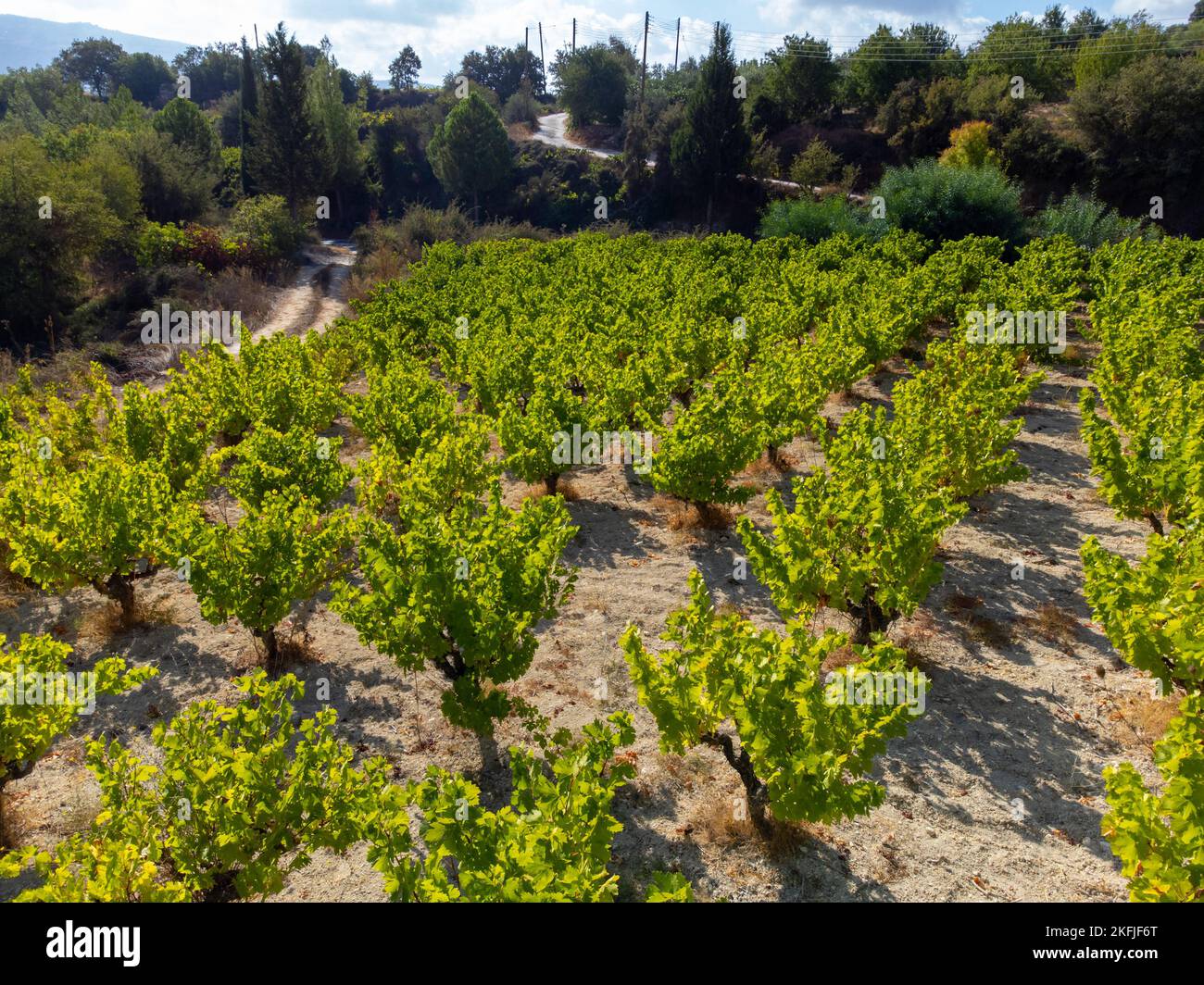 Wine production on Cyprus near Omodos, rows of grape plants on ...