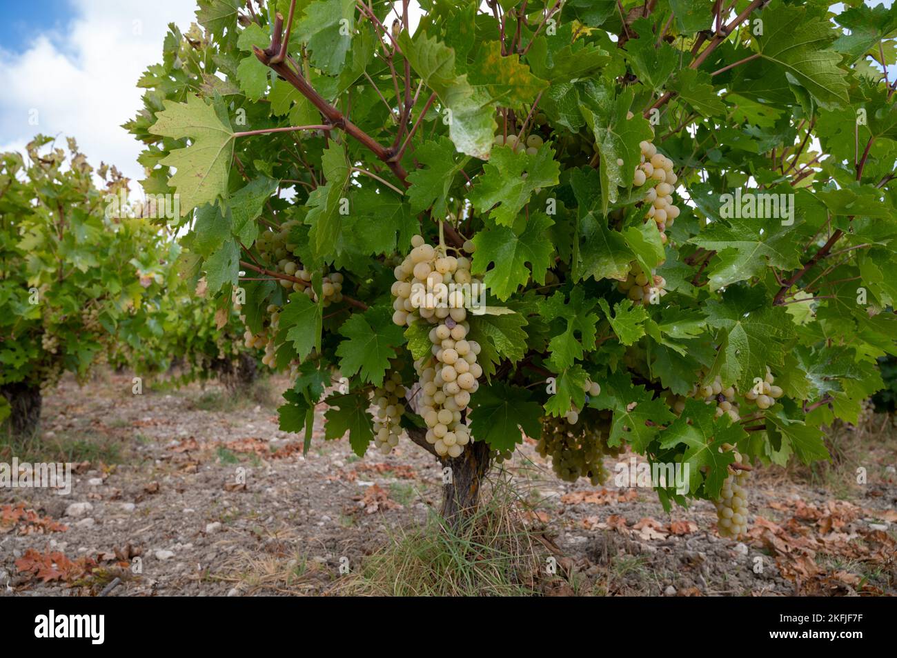 Wine production on Cyprus, ripe white wine grapes ready for harvest ...