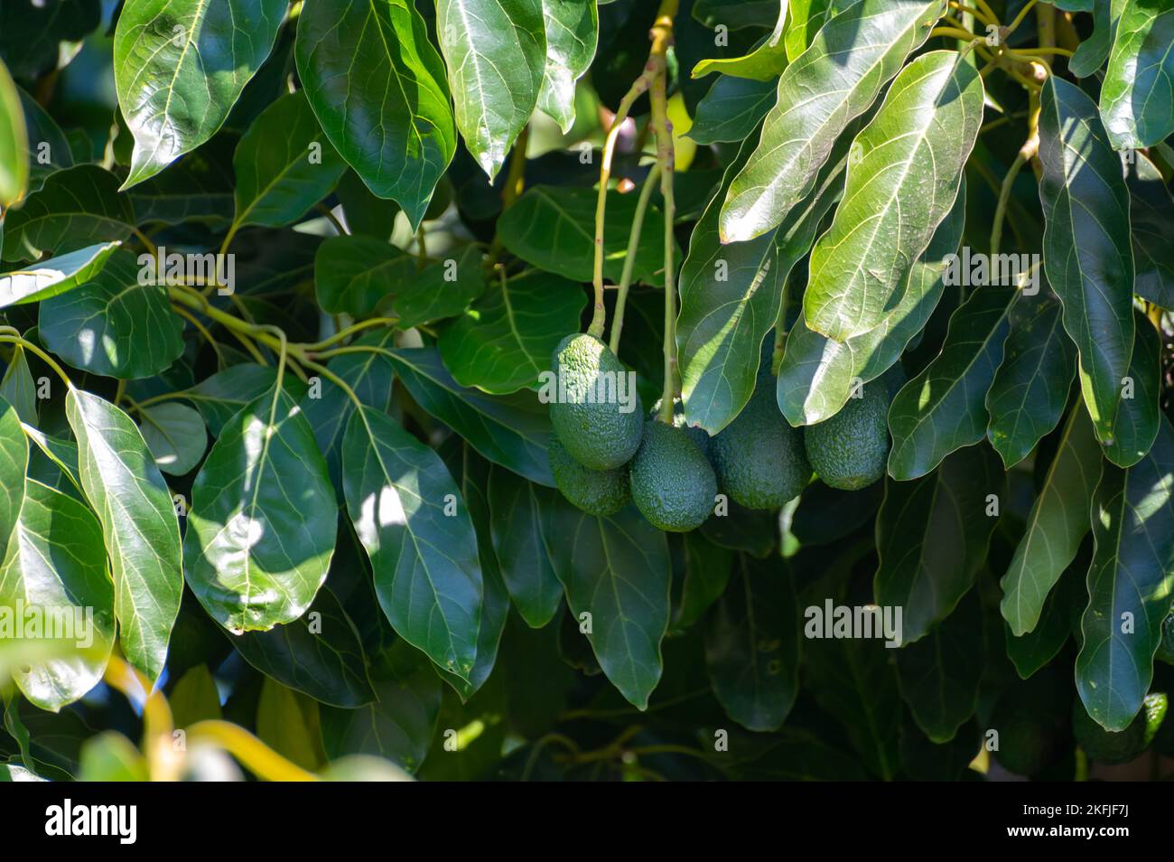 Ripe green hass avocadoes hanging on tree, ready to harvest, avocado ...