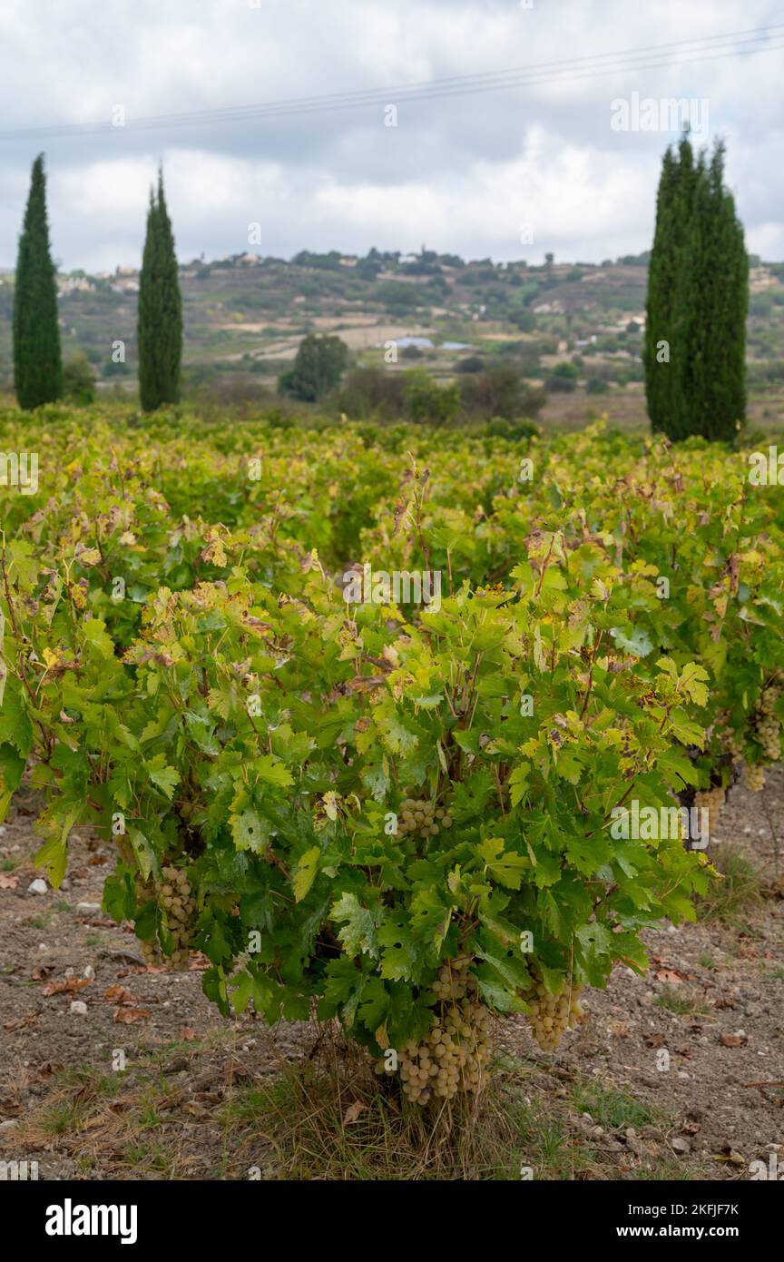 Mavro grapes hi-res stock photography and images - Alamy