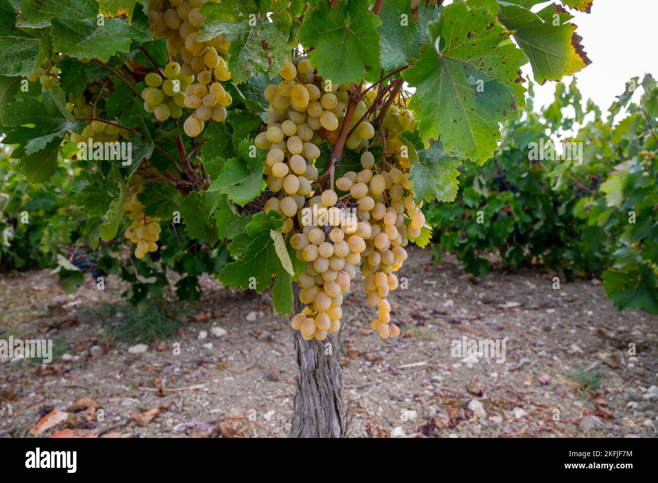 Mavro grapes hi-res stock photography and images - Alamy