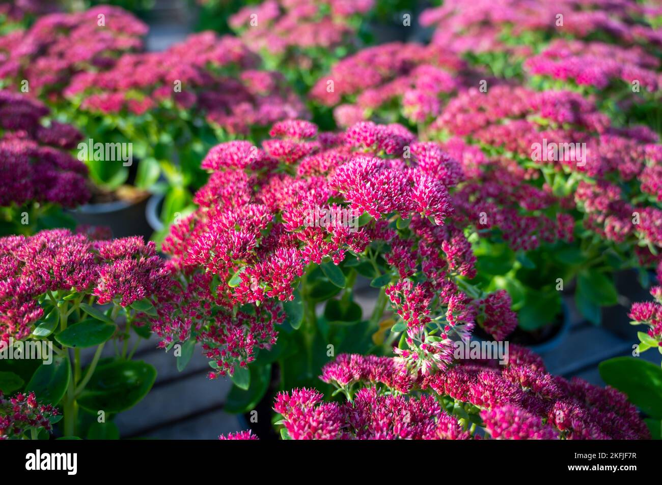 Winter blossoming garden plant, pink flowers of sedum ornamental plant ...