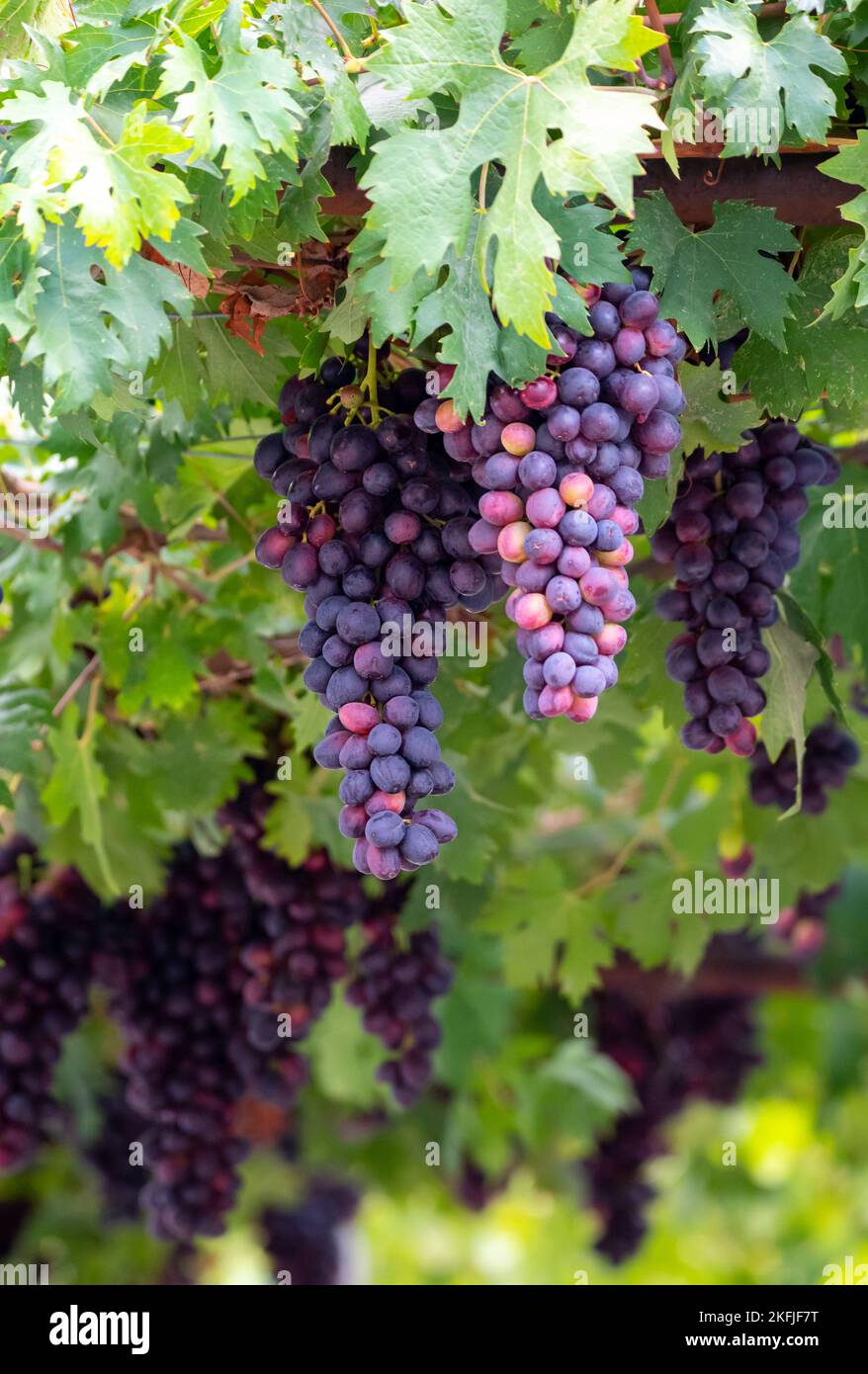 Bunches of puprle blue ripening table grapes berries hanging down from ...