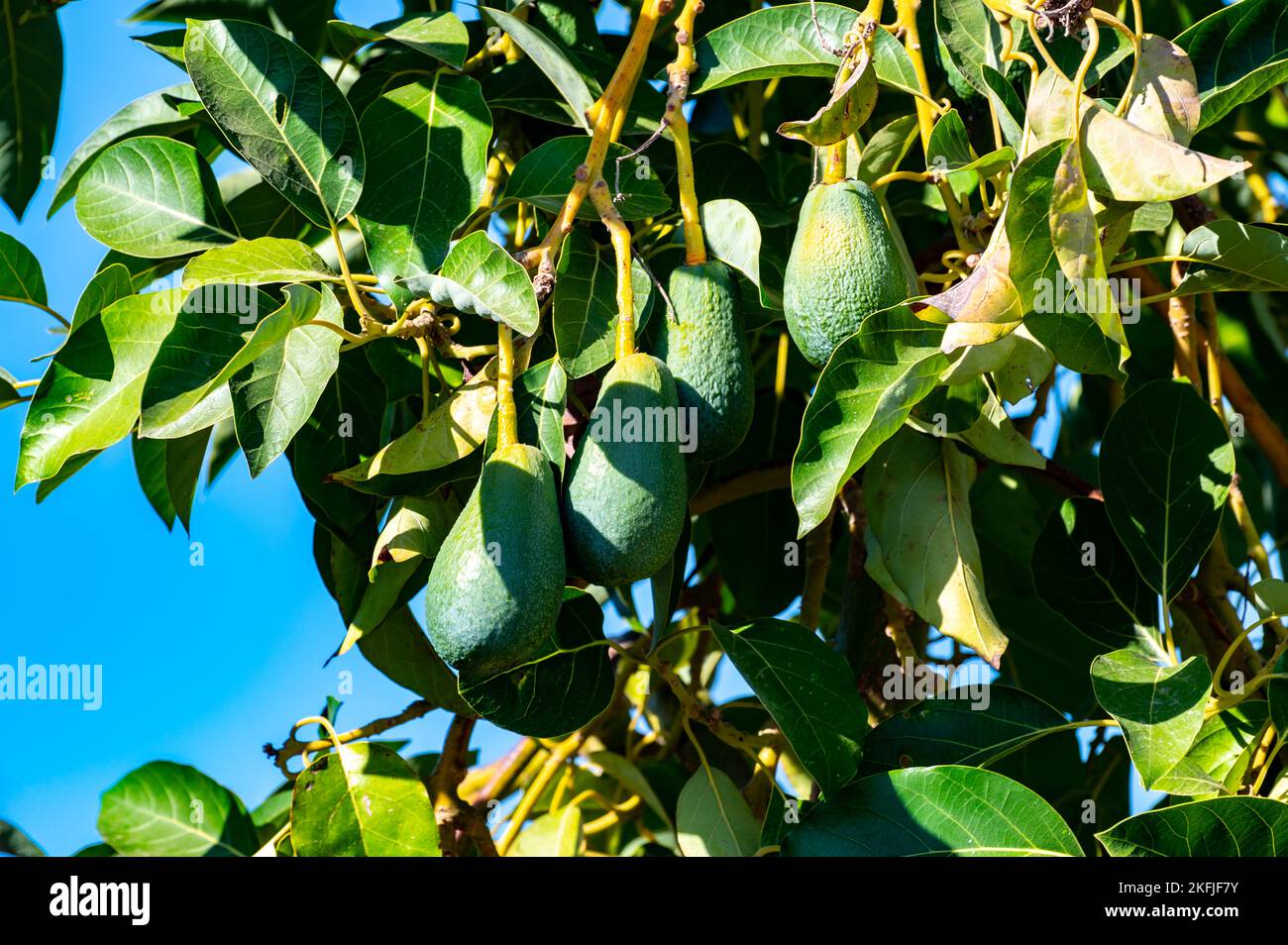 Ripe green hass avocadoes hanging on tree, ready to harvest, avocado ...