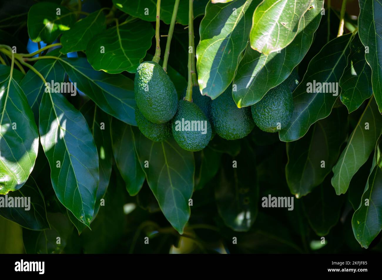 Ripe green hass avocadoes hanging on tree, ready to harvest, avocado ...