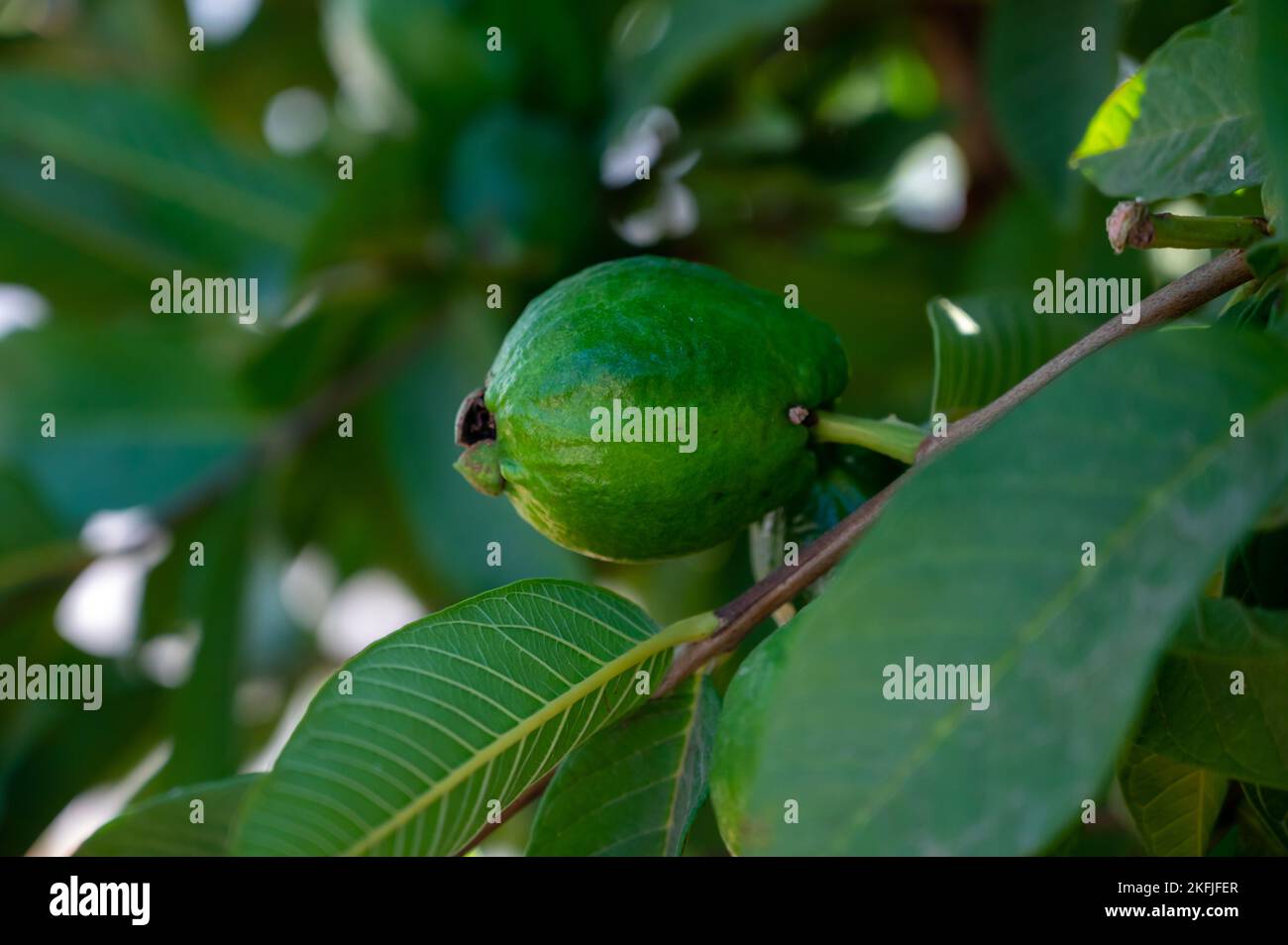 Common guava tropical plant with tasty aromatic fruits growing near ...