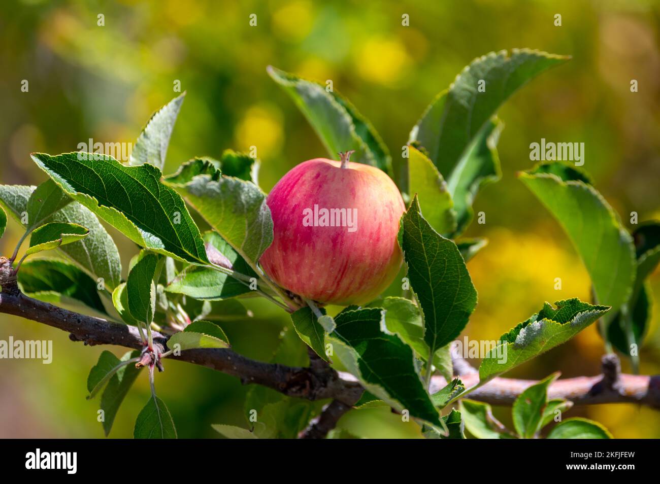 Fruit orchard on Cyprus with apple trees with small red fruits Stock ...