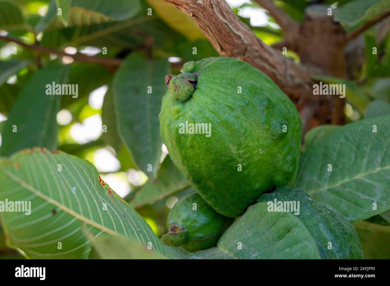 Common guava tropical plant with tasty aromatic fruits growing near ...