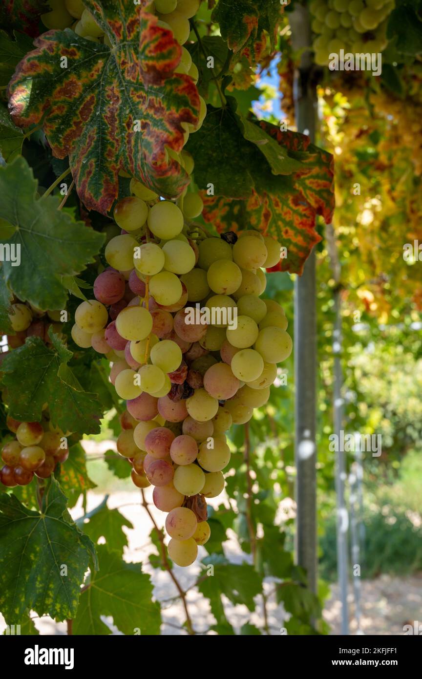 Bunches of pink ripening table grapes berries hanging down from pergola ...