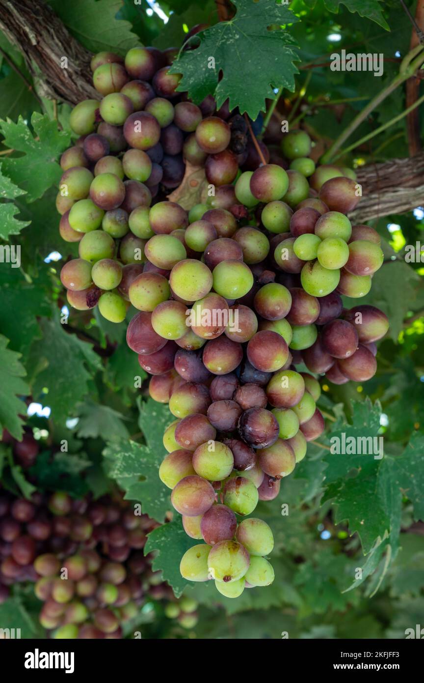 Bunches of pink ripening table grapes berries hanging down from pergola ...
