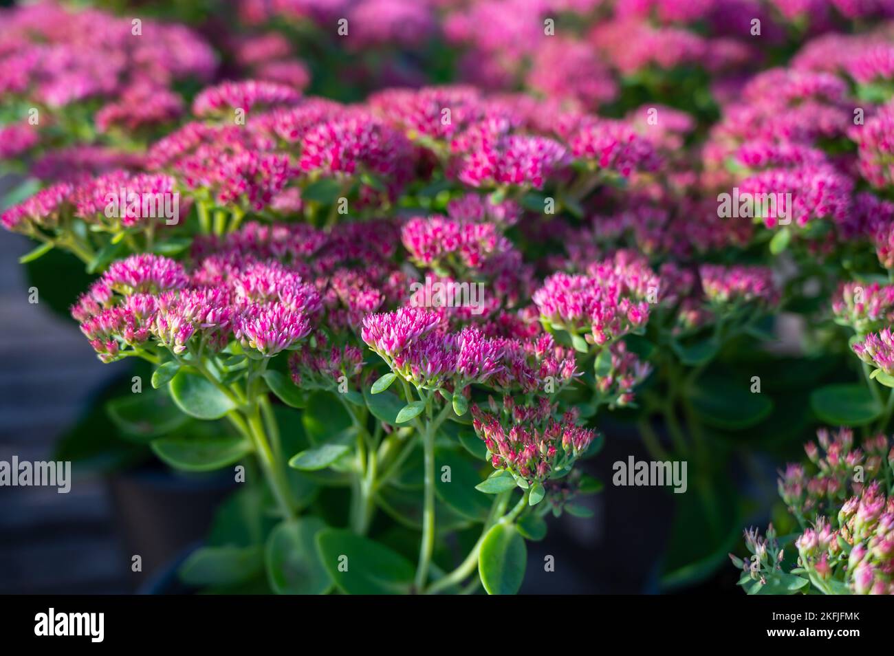 Winter blossoming garden plant, pink flowers of sedum ornamental plant ...