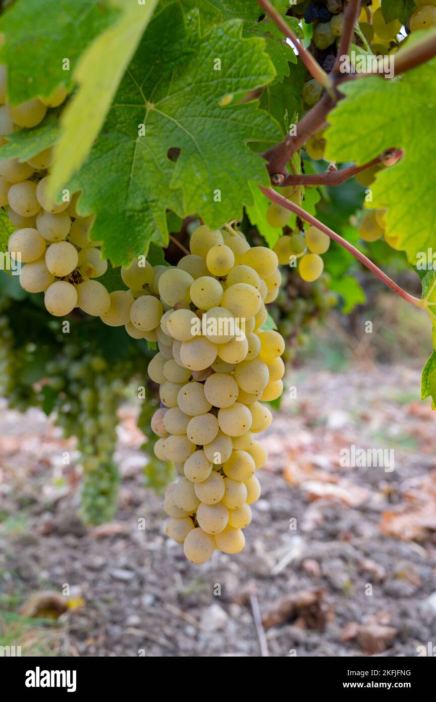 Mavro grapes hi-res stock photography and images - Alamy