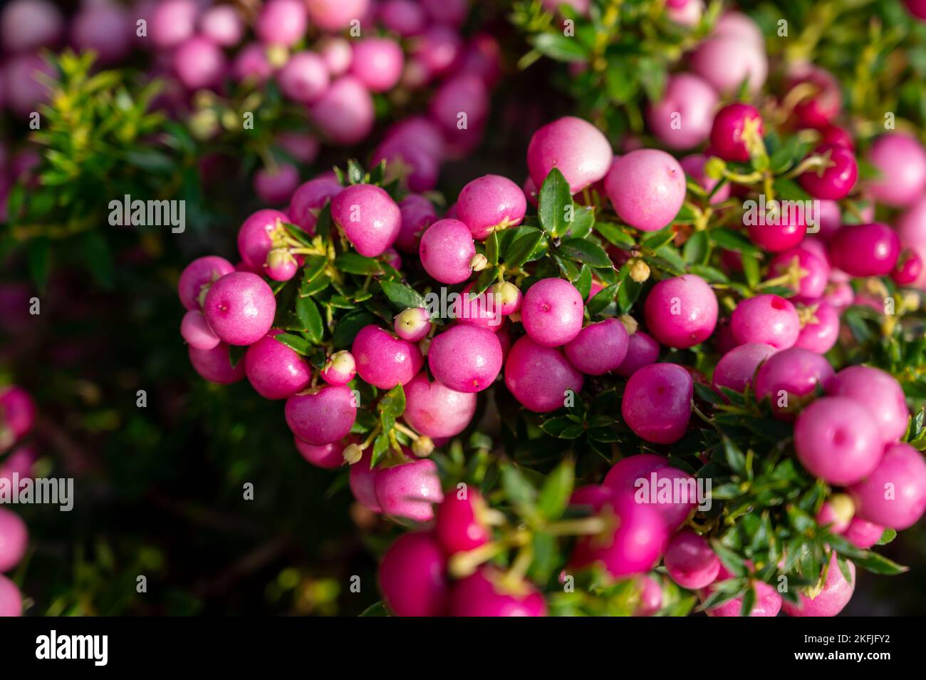 Beautiful garden plant for winter with red or pink berries gaultheria ...