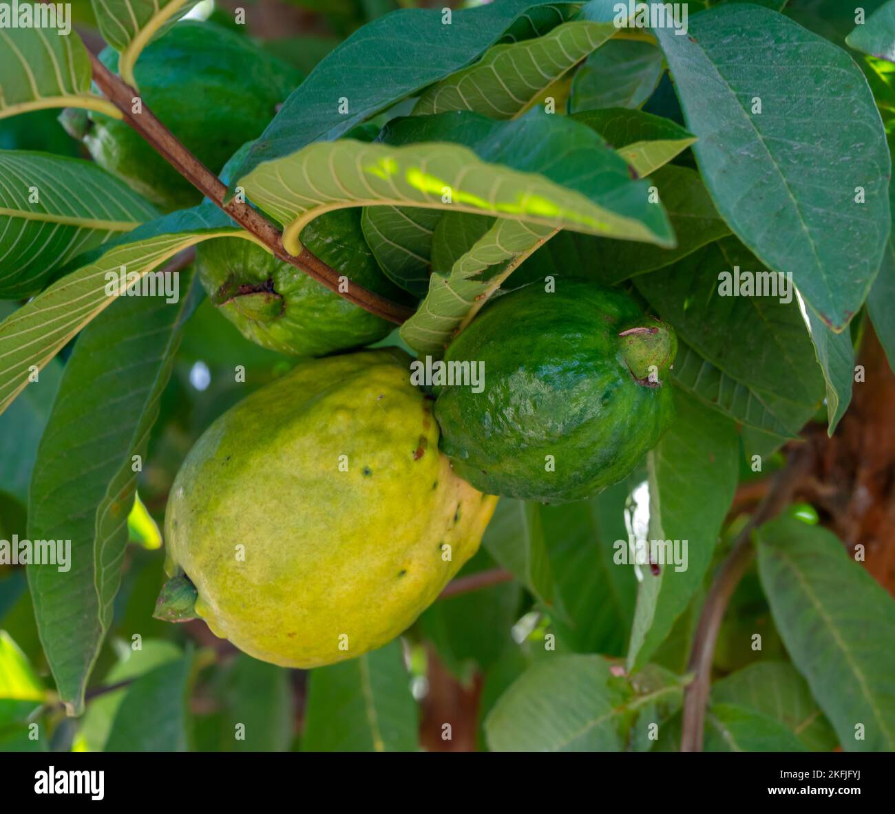 Common guava tropical plant with tasty aromatic fruits growing near ...