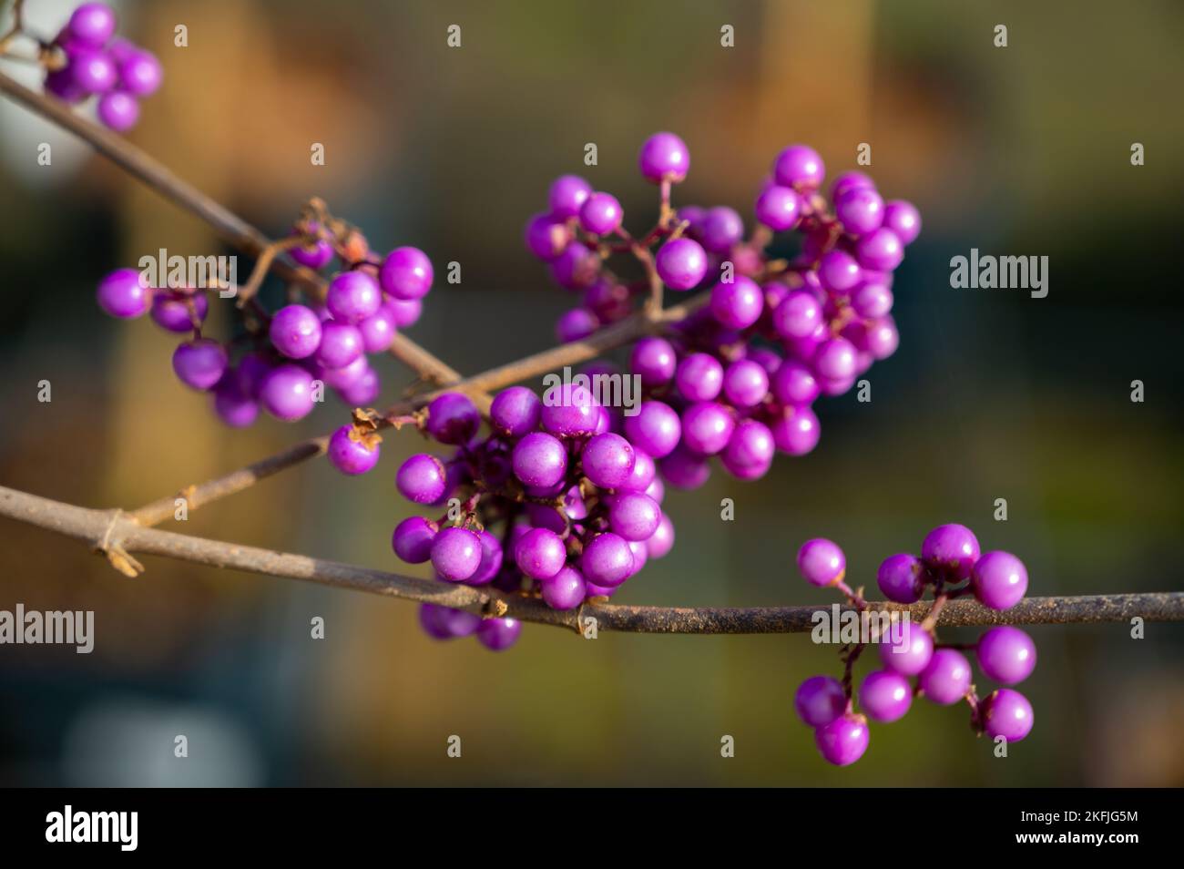 Callicarpa bodinieri ‘imperial pearl’ hi-res stock photography and ...