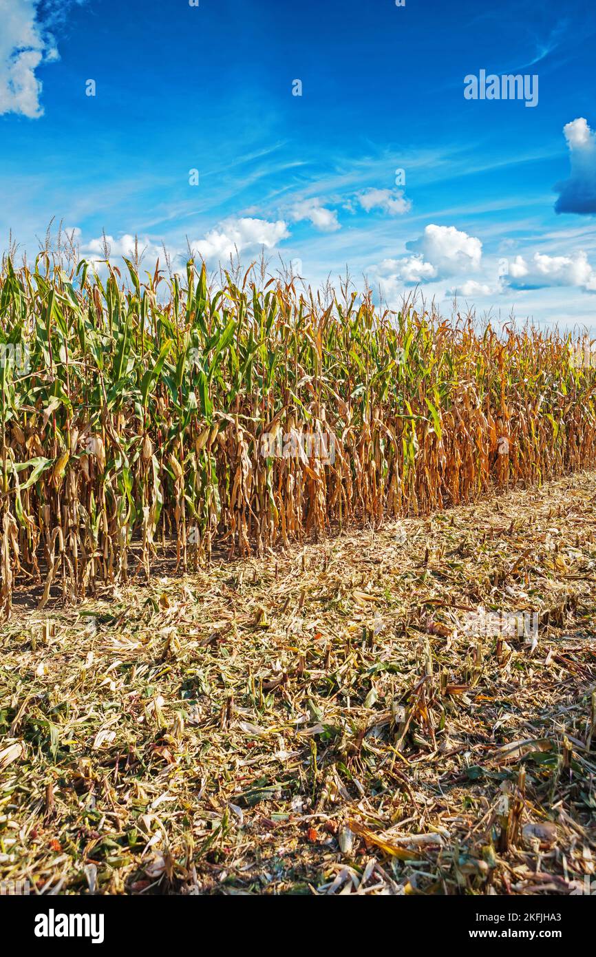 edge of corn field in harvesting agricultural concept Stock Photo - Alamy