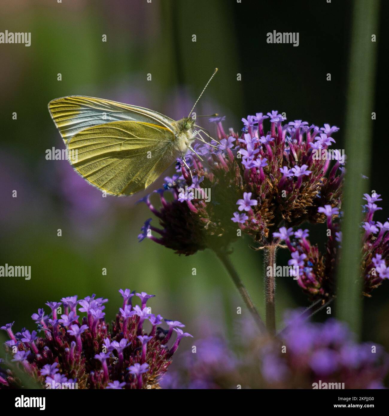 A butterfly on a purple plant against blur background Stock Photo - Alamy