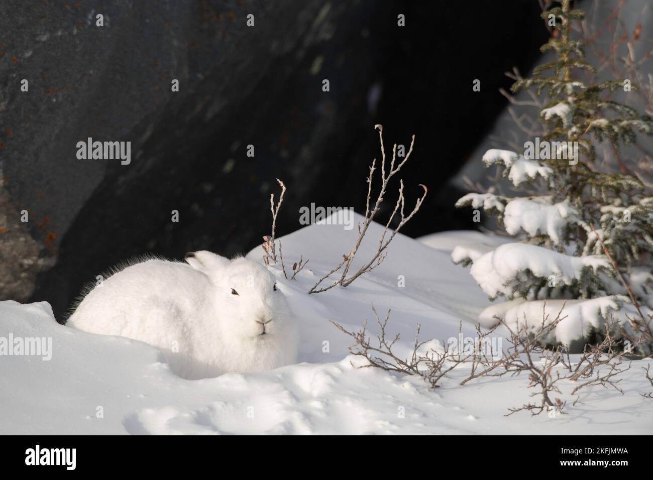 Arctic hare in snow Stock Photo - Alamy
