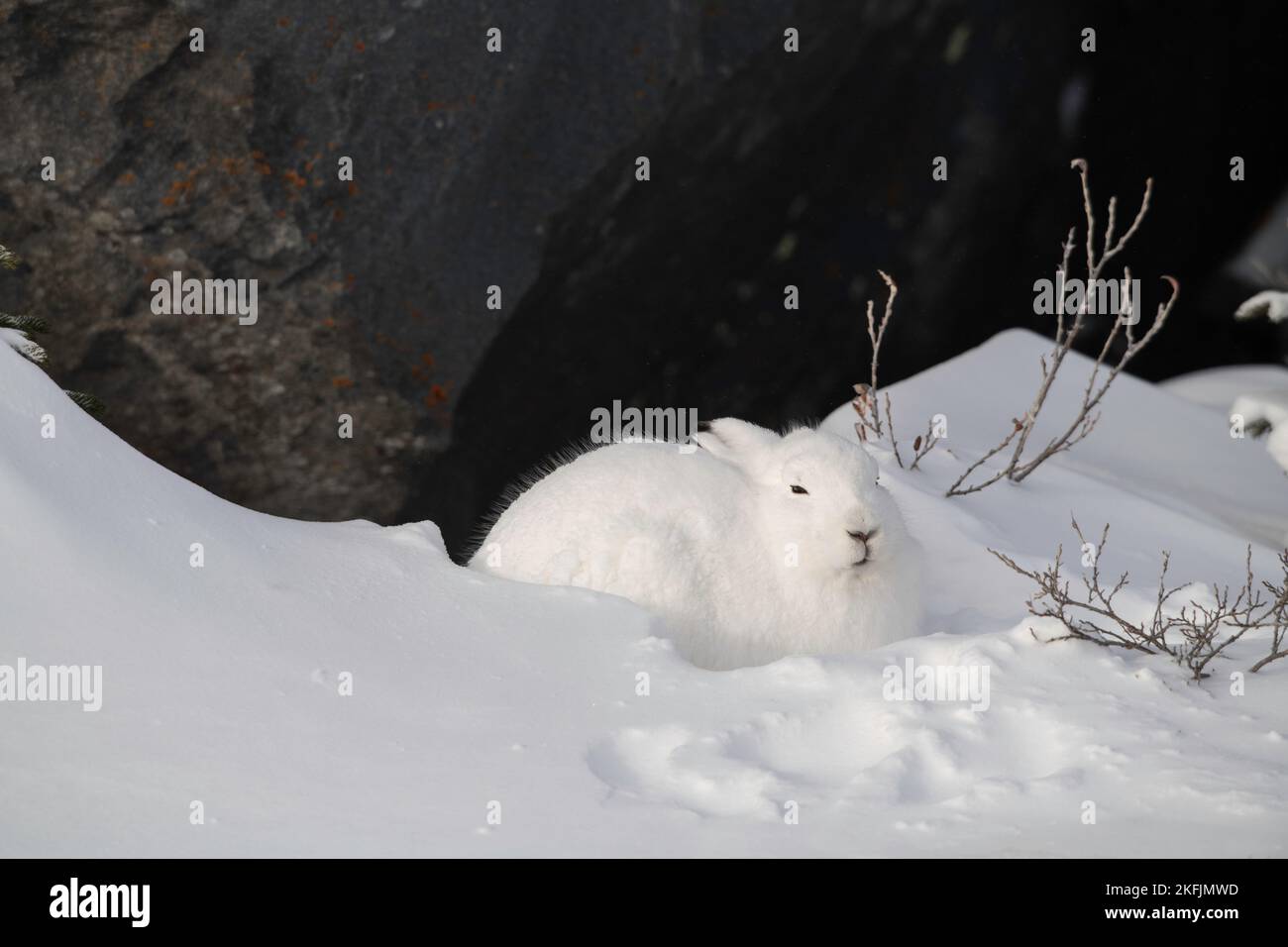 Arctic hare in snow Stock Photo - Alamy