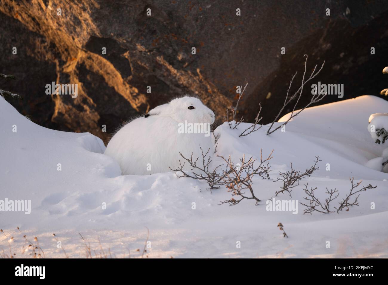 Arctic hare in snow Stock Photo - Alamy