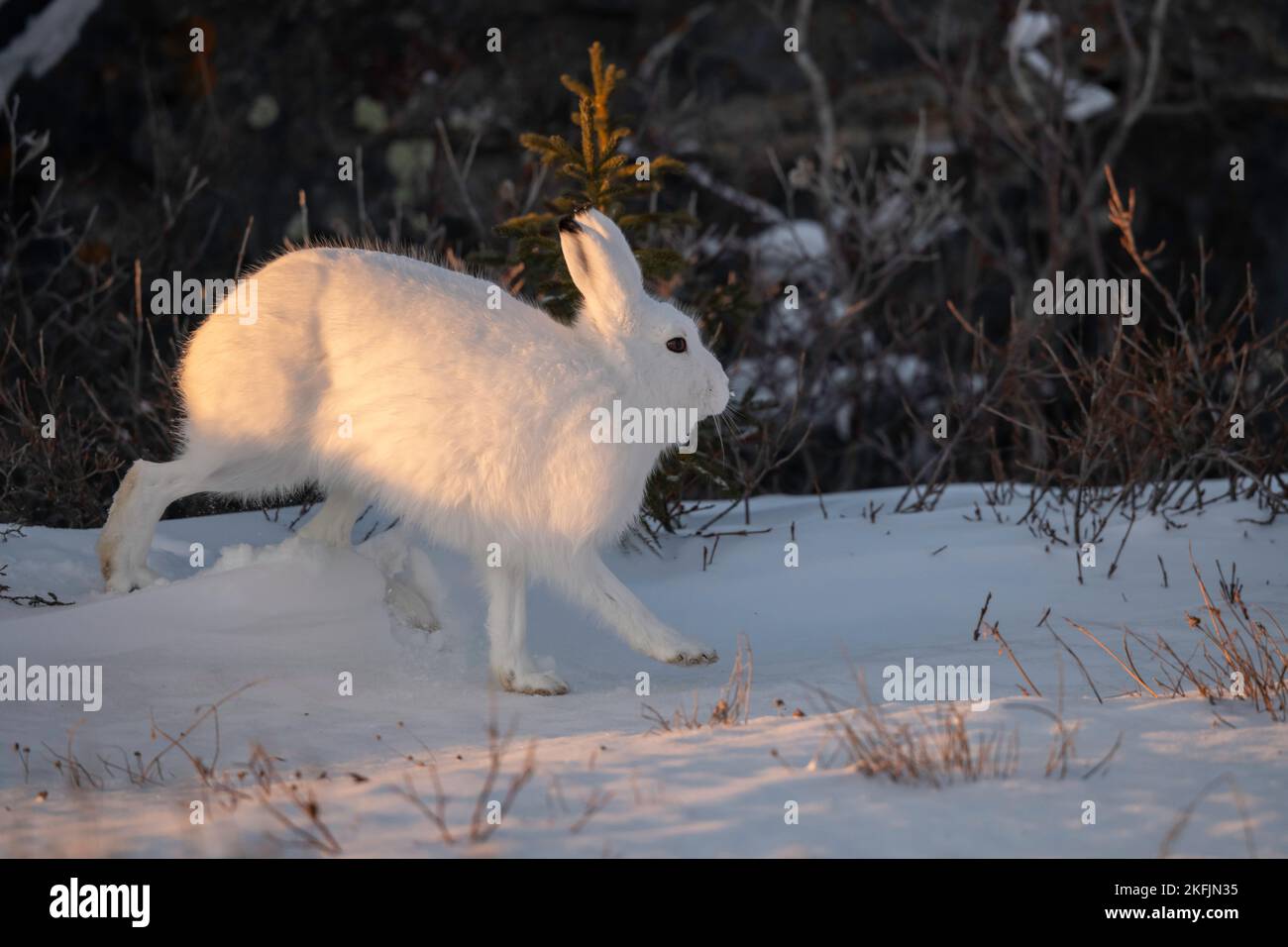 Arctic hare in snow Stock Photo - Alamy