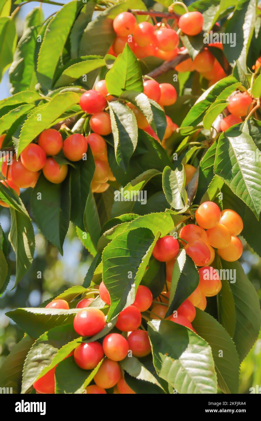 Rainier cherries tree hi-res stock photography and images - Alamy