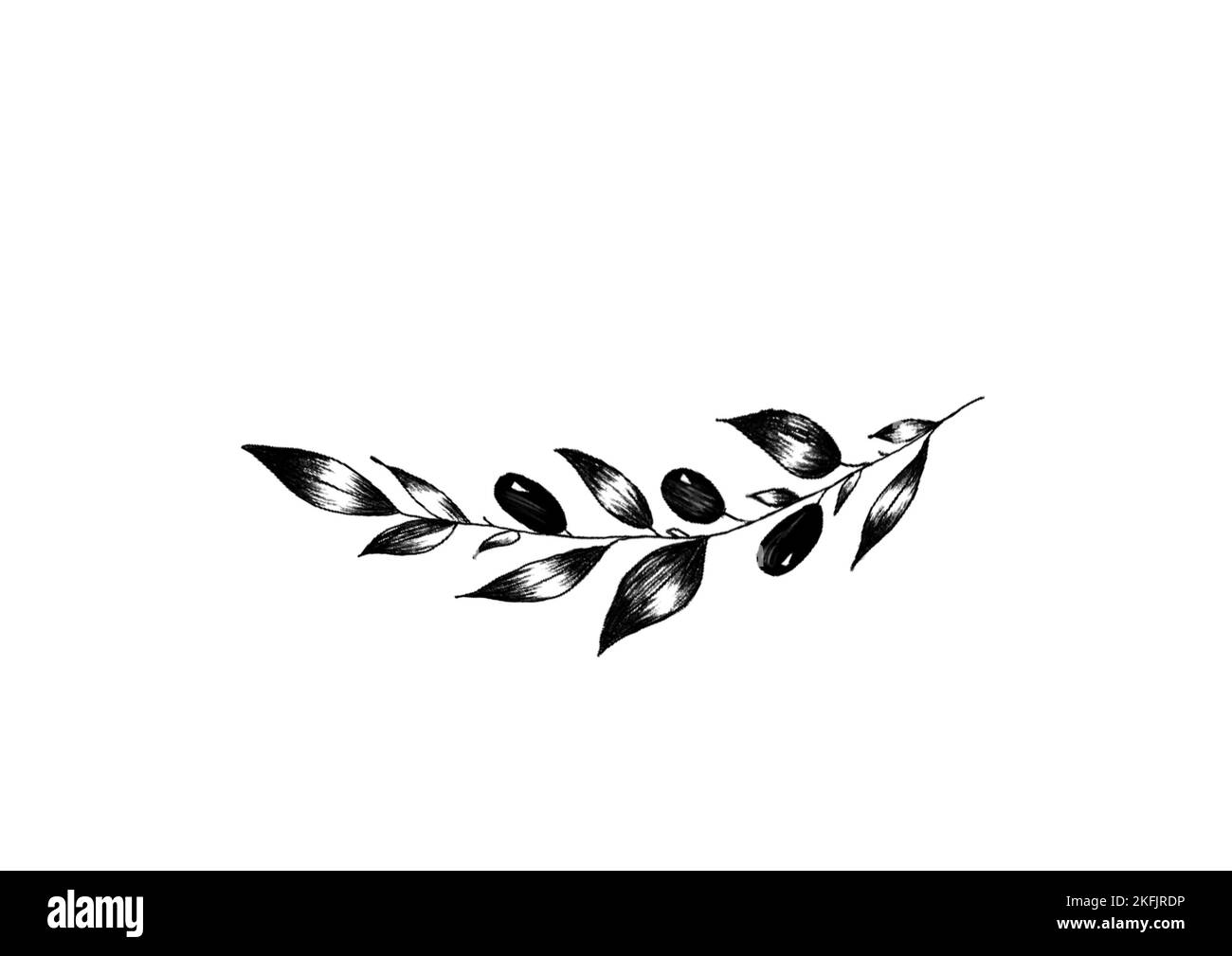 Hand drawn olives design element hi-res stock photography and images ...