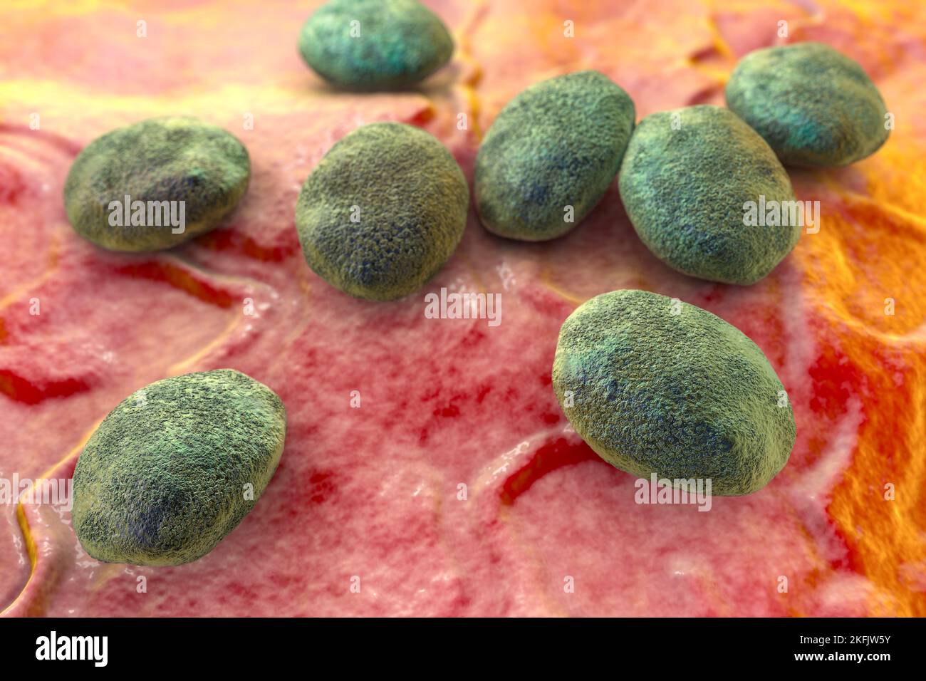 Illustration ascaris parasitic roundworm hi-res stock photography and ...