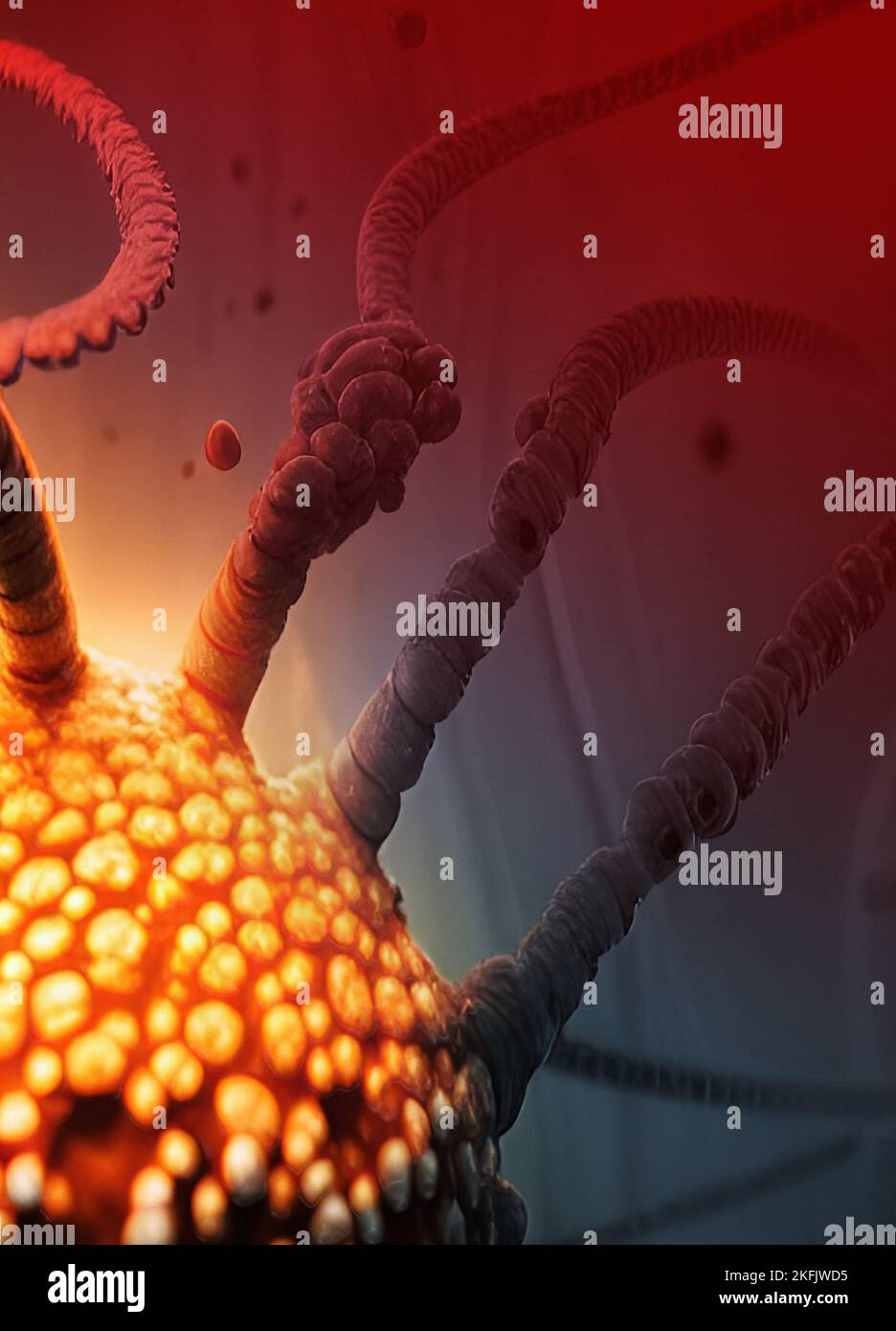 Flagellum of a bacteria, illustration Stock Photo - Alamy