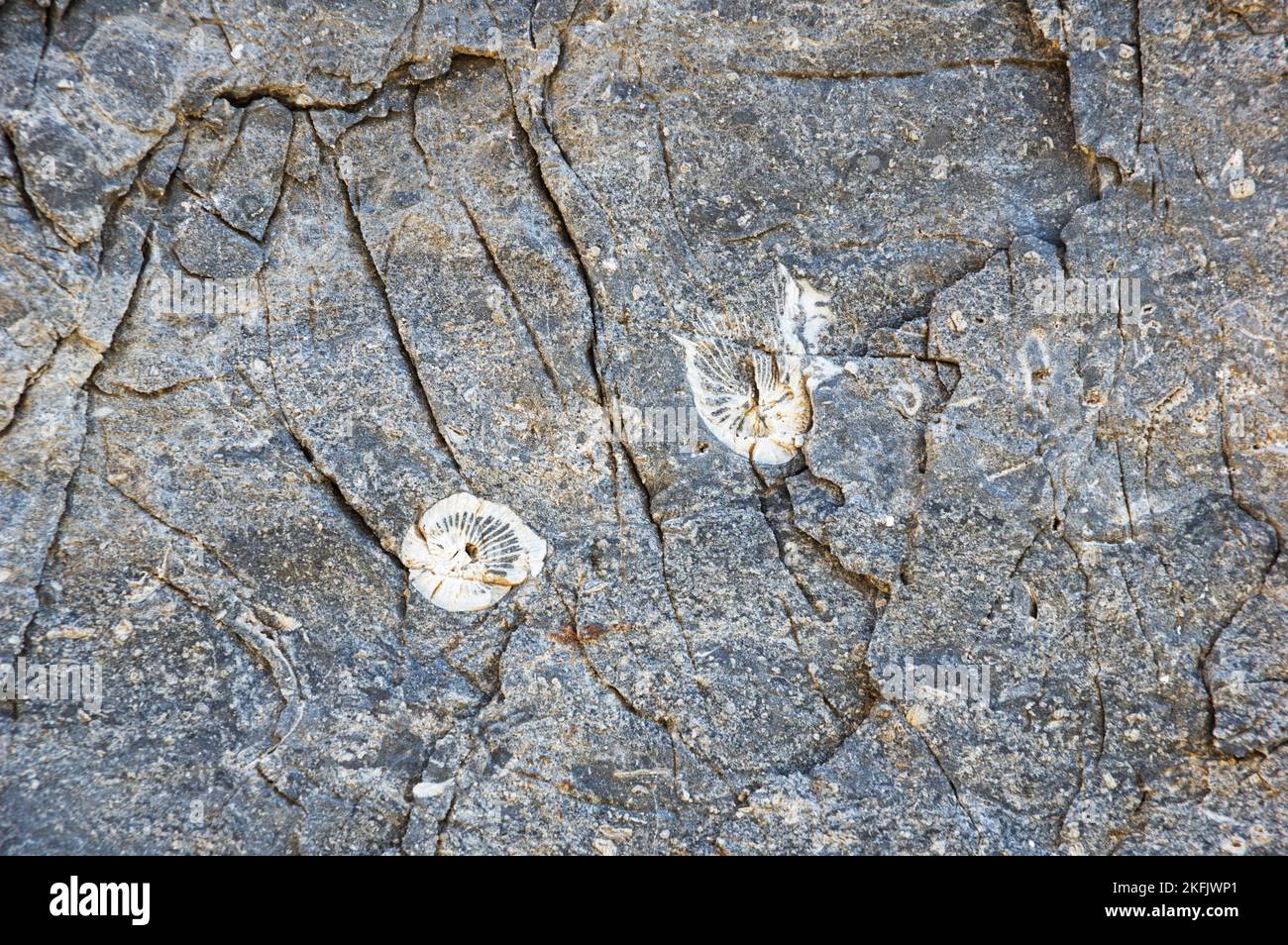 coral fossils in limestone rock Stock Photo - Alamy