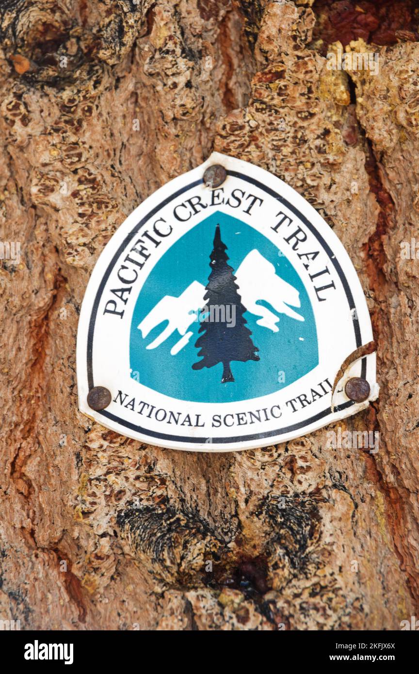 Pacific Crest Trail or PCT plastic sign nailed to a pine tree trunk ...