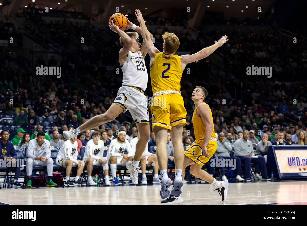 Bisons indiana hi-res stock photography and images - Alamy