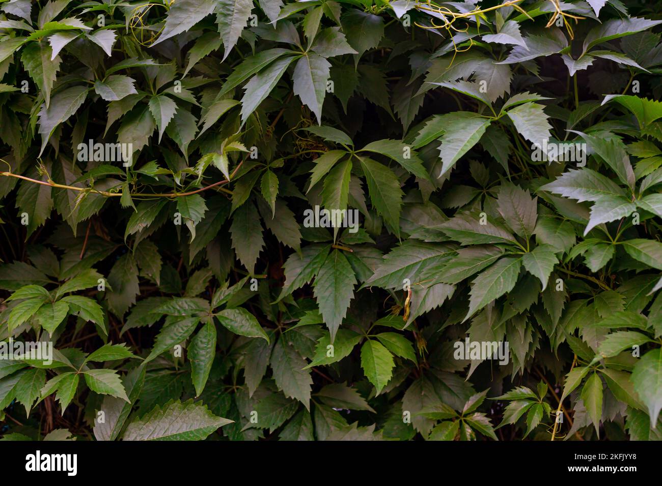 Beautiful background of maiden grape leaves. The edge of the vine of ...