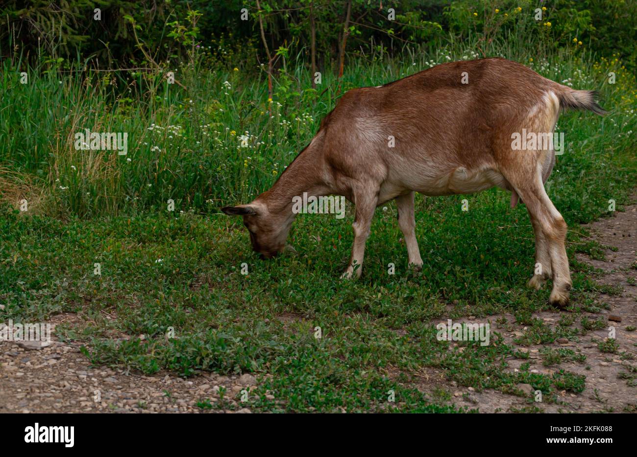 Female white horned goat feeds on fresh eco-friendly grass , rural landscape close-up Stock ...