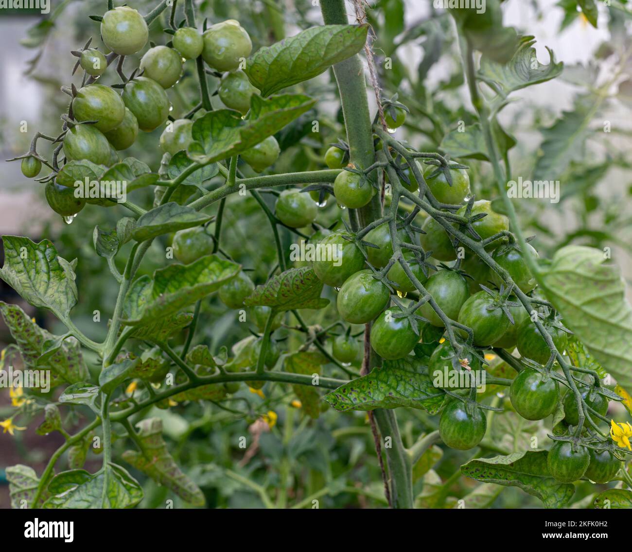 Tomato plants in greenhouse Green tomatoes plantation. Organic farming, young tomato plants ...